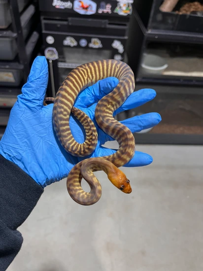 2025 Male Woma Python by Zion Hill Exotics