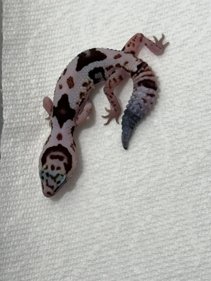 Aberrant Whiteout Pos Het Amel Het Patternless African Fat-Tailed Gecko ...