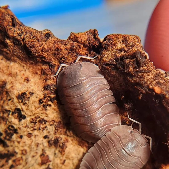 10+ Troglodillo Sp. Soil Isopod by Shield Wall Exotics