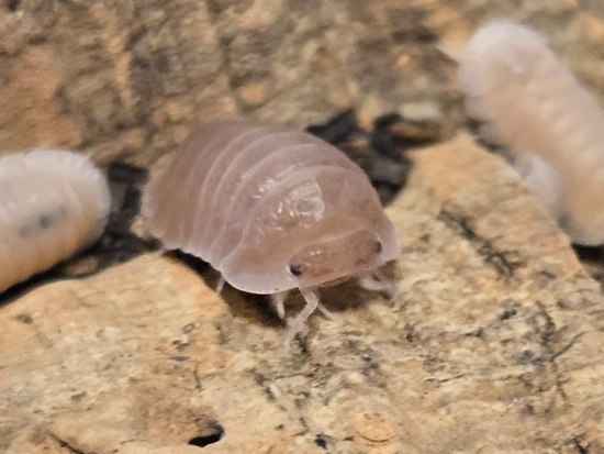 Cubaris Sp. Sakura Isopod by Shield Wall Exotics