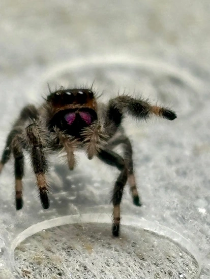 I6 - Highly Recessive Black Regal Jumping Spider by NY Friendly Jumping ...