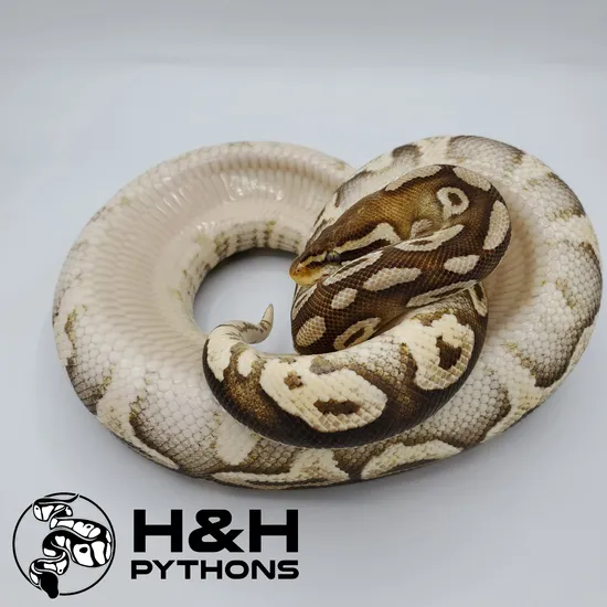 Pastel Mojave Ball Python by H&H Pythons