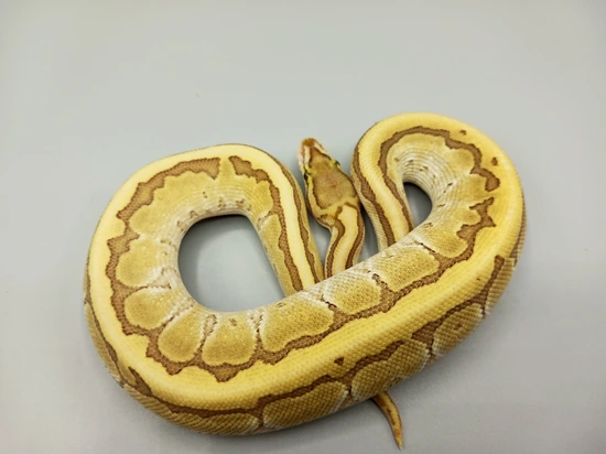 Pinstripe Pastel Lesser Possible Harlequin Ball Python by H&H Pythons