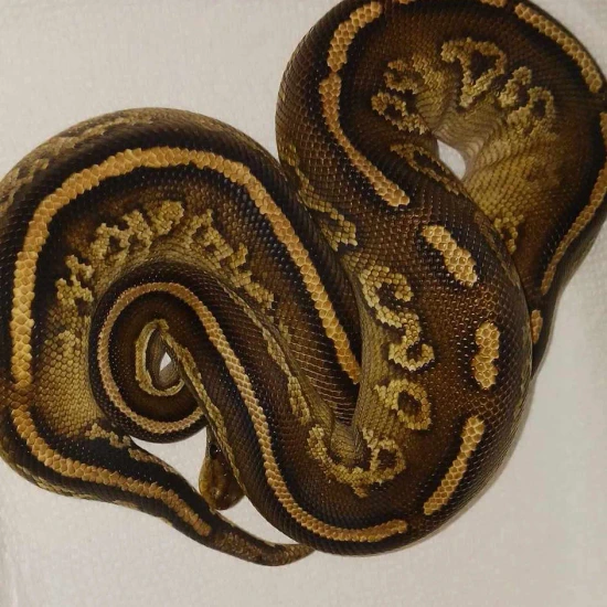 Proven Cypress Cinnamon Honey Yb. Ball Python by H&H Pythons