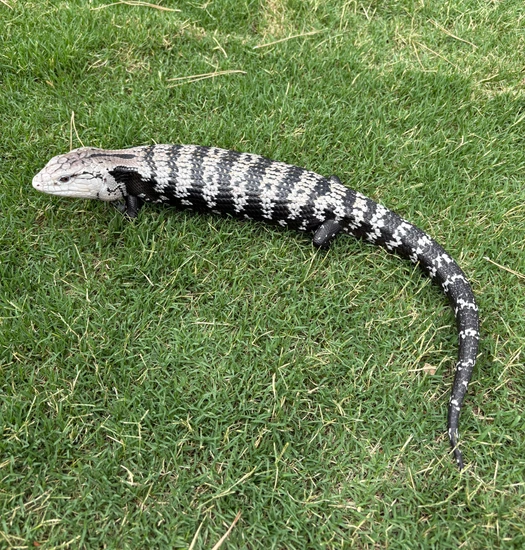 Axanthic Halmahera Blue Tongue Skink Halmahera Blue-Tongued Skink by ...