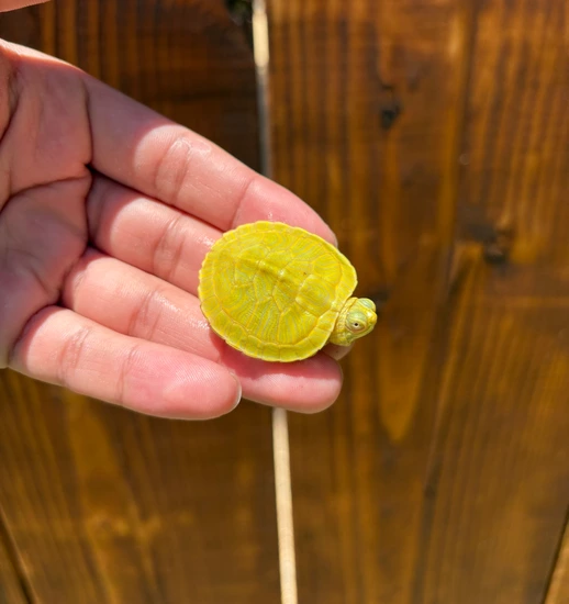 Lime Rio Grand Slider Slider Turtle by Monroe’s exotics