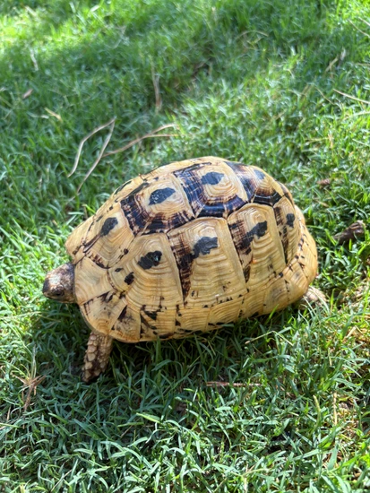 LTC Libyan Greek Tortoise by Monroe’s exotics