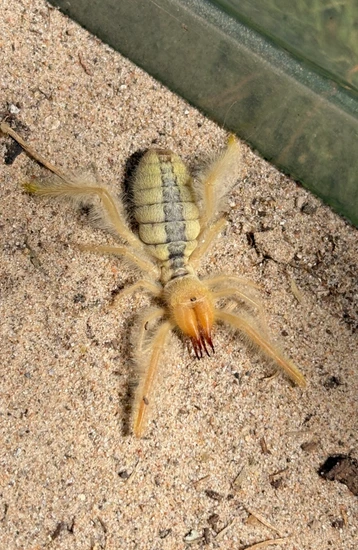 Egyptian Fluffy Camel Spider #1 Other Spider by Monroe’s exotics
