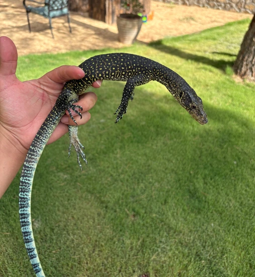 Blue Tail Monitor Other Monitor by Monroe’s exotics