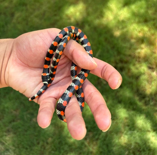 Black Banded Snake (Scolecophis Atrocinctus) More Colubrid by Monroe’s ...