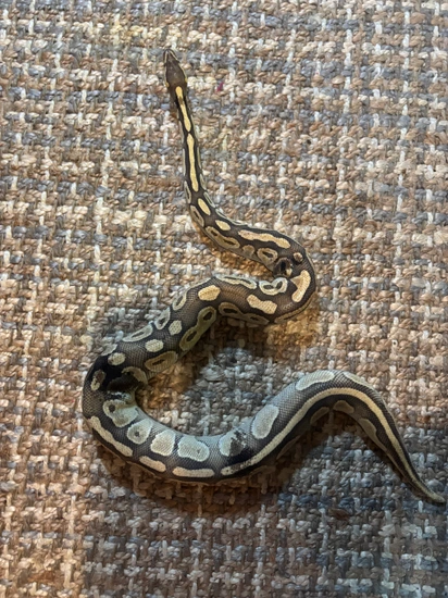 Social With Great Genetics Ball Python by Citrus Tree Exotics, LLC