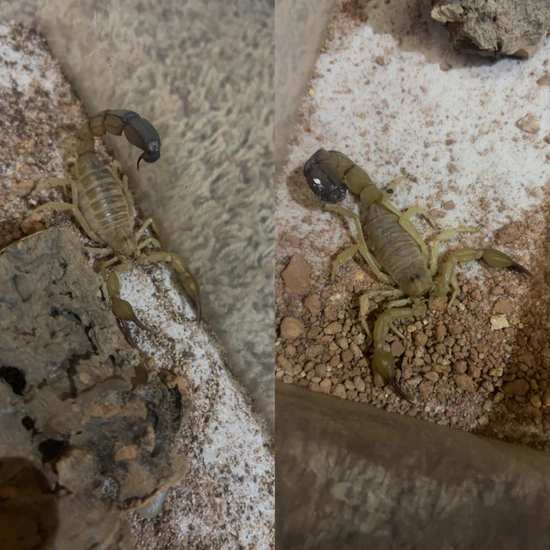 A. Australis Breeding Pair Scorpion by Nate’s Critters