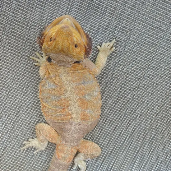 Nice Orange And Blue Central Bearded Dragon by Kats Crested Critters