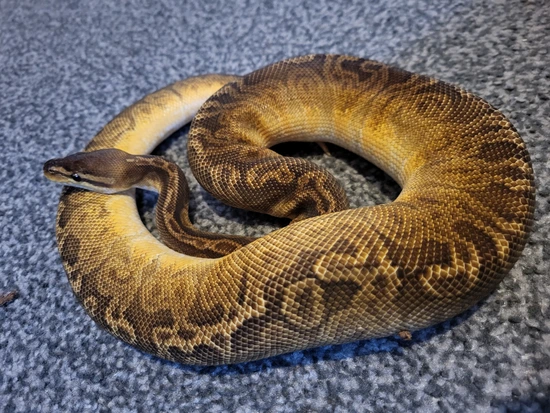 Sunset Het Pied Ball Python by KayChrisRoyals