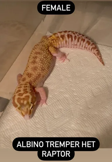 Albino Tremper Het Raptor Female Leopard Gecko by Rocky Hill Geckos