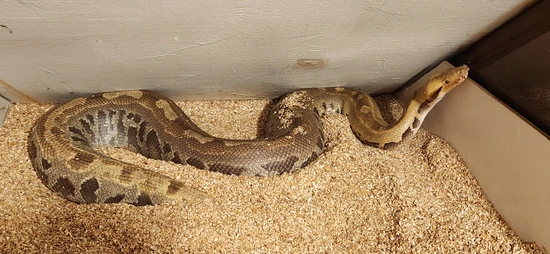 Borneo Short-tail Female Borneo Short-Tailed Python by Snakemakers