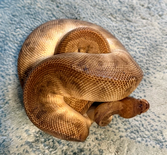 NO RESERVE Sunset Clown RTB Ball Python by Mighty Morphs