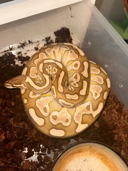 RTB Lesser DH Sunset Clown Ball Python by Mighty Morphs