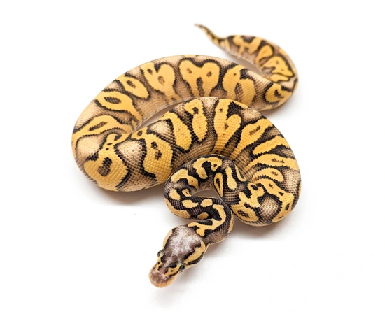 Super Pastel Enchi YB Ball Python by KBK Reptiles