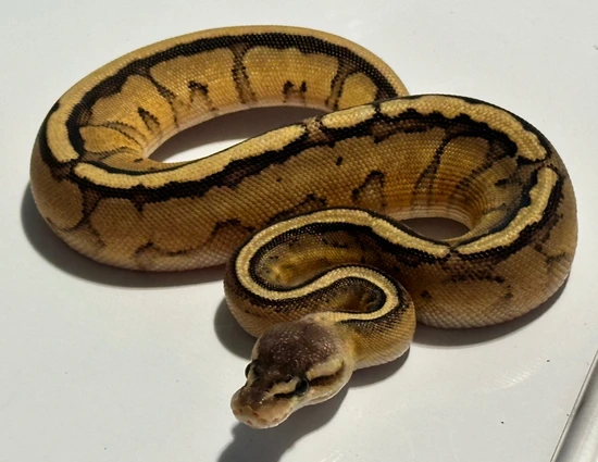 Ramona Ball Python by Snake's Legacy Reptiles Inc
