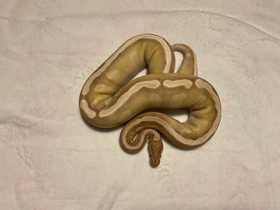 Banana Hidden Gene Woma Mojave Breeder Ball Python by Snake's Legacy ...