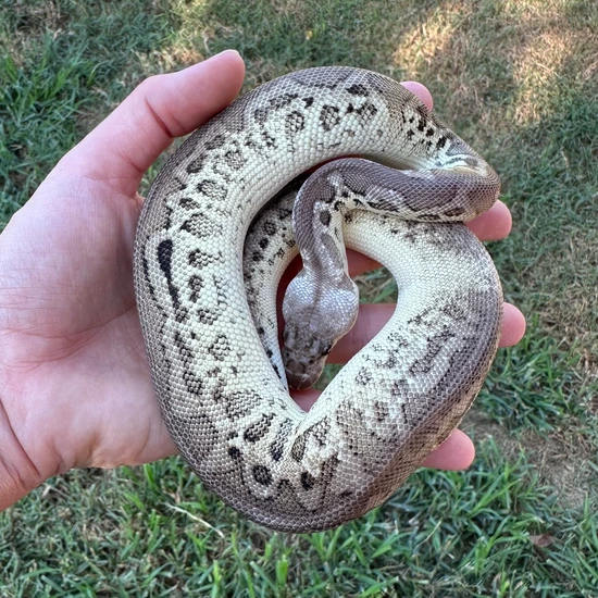 Pewter Batman Ball Python by KC Geckos