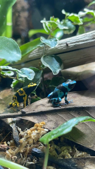 Dart Frog "Entire" Vivarium (Includes Mourning Geckos) Dyeing Dart Frog ...