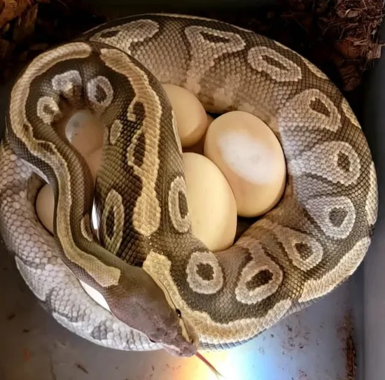 Mojave Hypo+ Ball Python by Alien Reptile