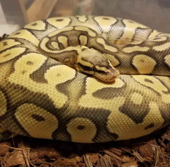 Super Pastel Mystic Hypo Ball Python by Alien Reptile
