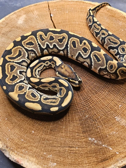 Gypsy Het Puzzle PH Hypo Ball Python by Alien Reptile