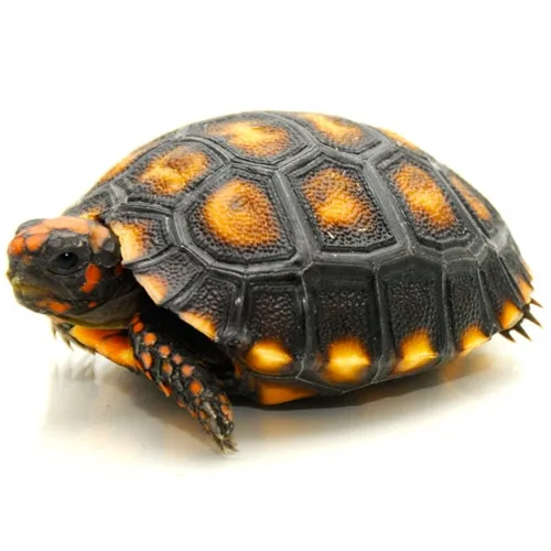 Cherry Head Red Foot Tortoises - CB Red-Footed Tortoise by Pet Basics