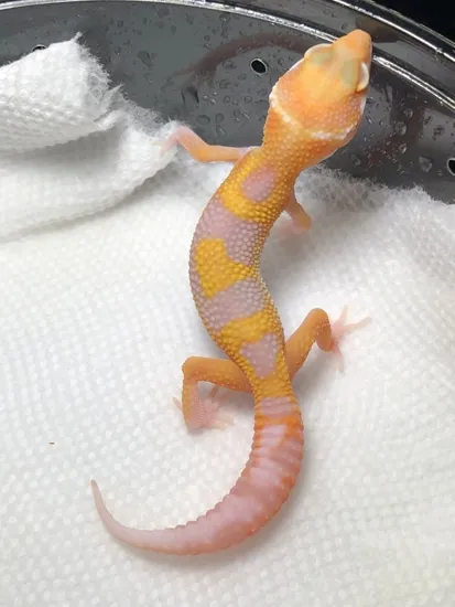 Tsm High Contrast Tangerine X Pastel Tremper 66% Possible Het Eclipse ...