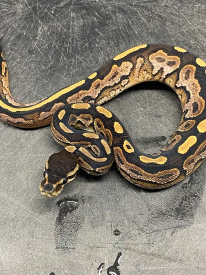 Cinnamon Calico Ball Python by Kcreptiles