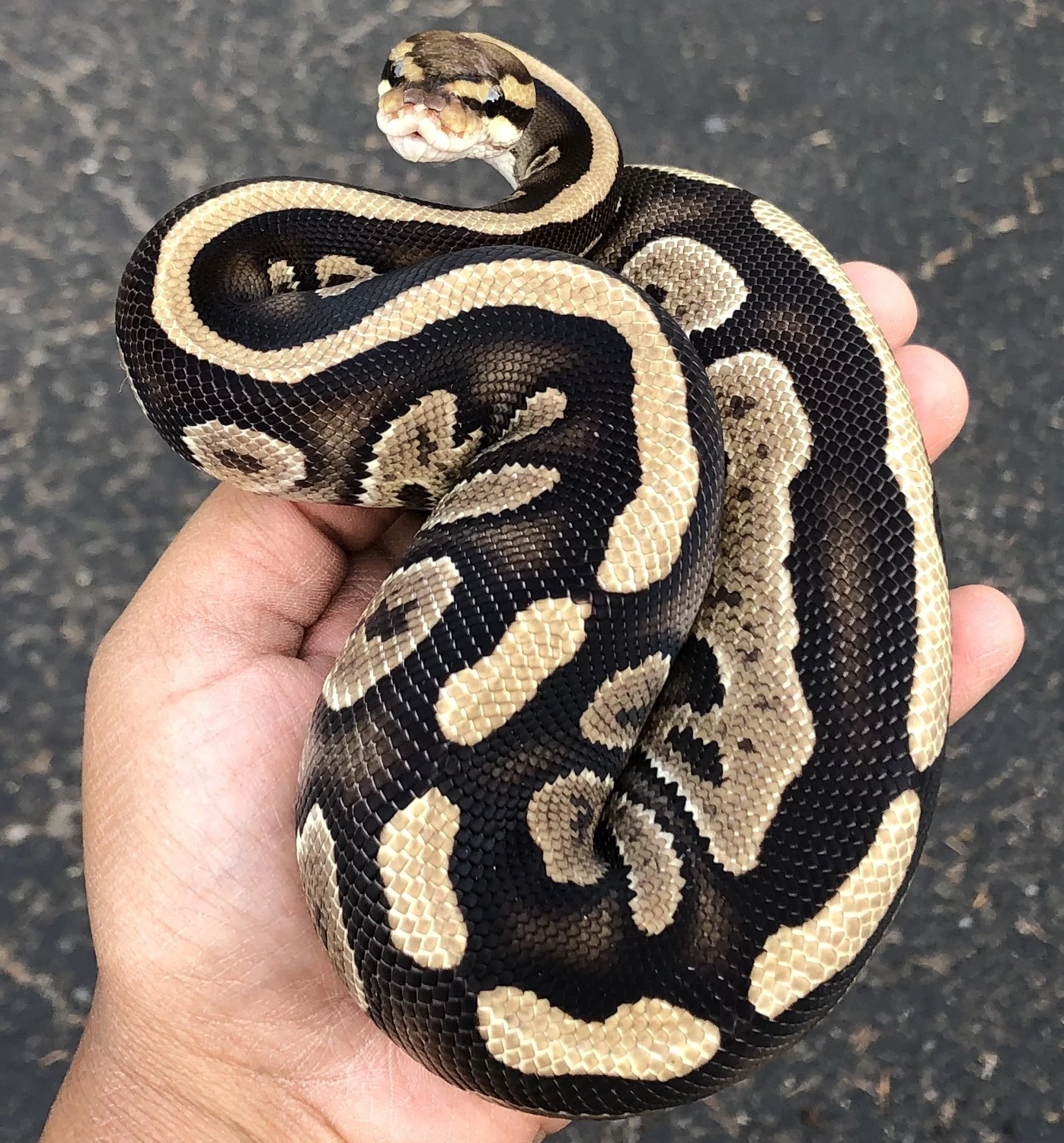 KC's Royal Pythons's Collection - MorphMarket