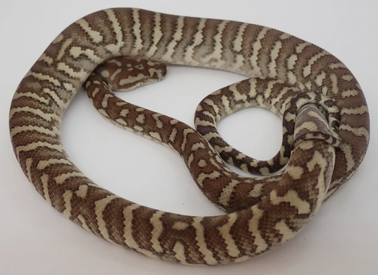 Double Dose Hypo 75% Bredli Het Stonewash Pos Het Albino Other Carpet ...