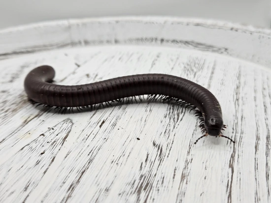Arizona Giant Chocolate Millipedes X3 by Feral Exotics