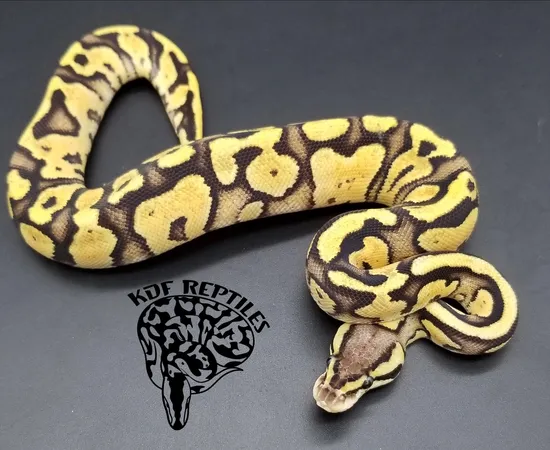 Sulfurfly 100% Het Clown Ball Python by KDF Reptiles, LLC