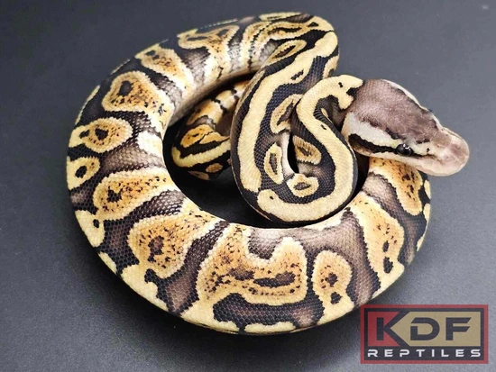 Pastel GHI Het Puzzle Ball Python by KDF Reptiles, LLC