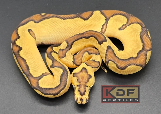 Sulfur Enchi Blade Clown Ball Python by KDF Reptiles, LLC