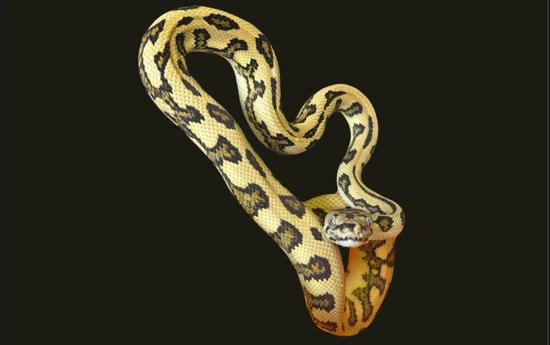 Jungle Jag Other Carpet Python by Keeper Exotics