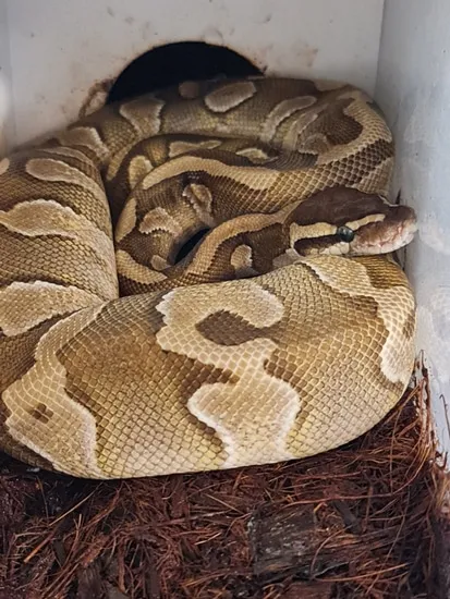 Blaze Ball Python by Morphs Attack