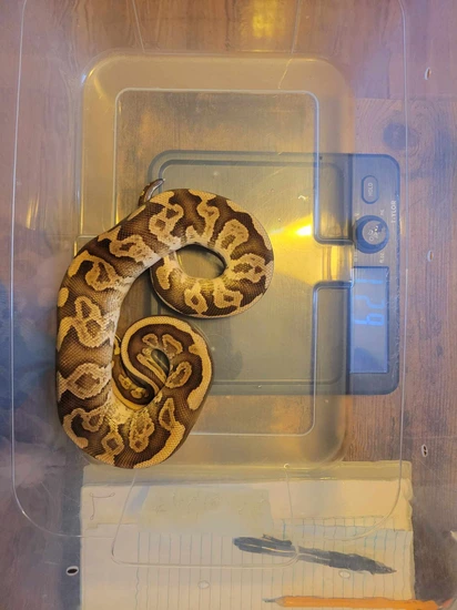 Mystic, Sable, Vanilla/Fire OBO Ball Python by Ember Reptiles