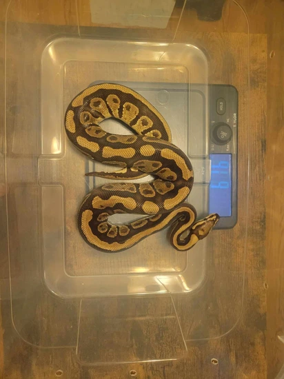 Mystic Vanilla/Fire OBO Ball Python by Ember Reptiles
