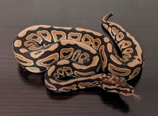 HRA Spotnose Ball Python by 3rd Eye Serpentry