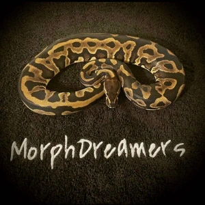 Stores in United Kingdom - MorphMarket