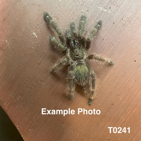 Psalmopoeus Reduncus Costa Rican Orange Mouth 1.5" Tarantula by ...