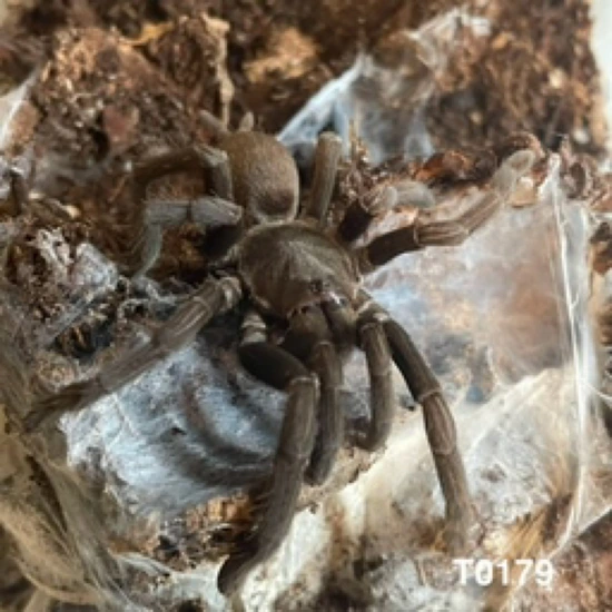 Selenocosmia Crassipes Austrailian Barking Spider 3.25" Tarantula by ...