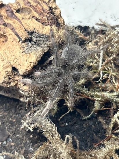 Theraphosa Stirmi Burgundy Goliath Birdeater 1.75" Tarantula by ...