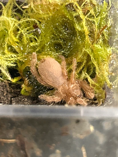 Pelinobius Muticus King Baboon 1” Tarantula by Kementari's Creatures