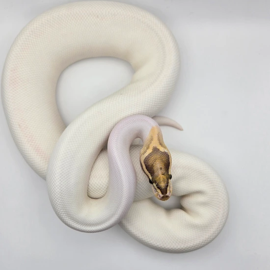 Highway Piebald Pos OD FREE SHIPPING Ball Python by Prime Reptiles